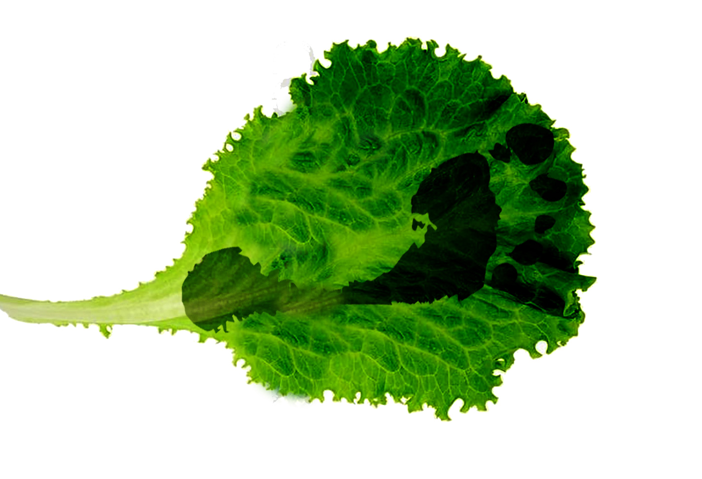 Jeg fant en salat jeg kunne tråkke i.